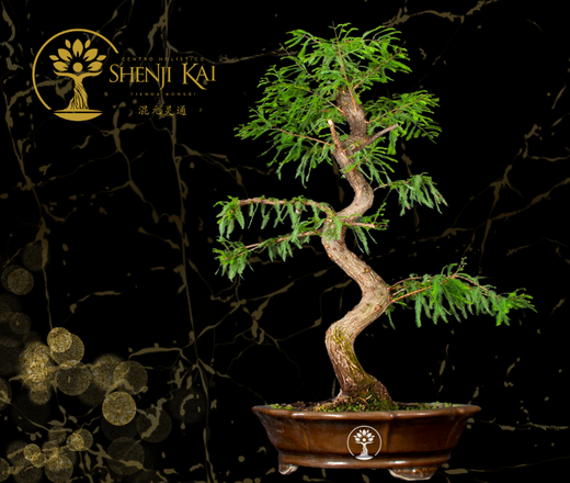 Especies Bonsái – Etiquetado "Ahuehuete Tláloc"– Shenji Kai