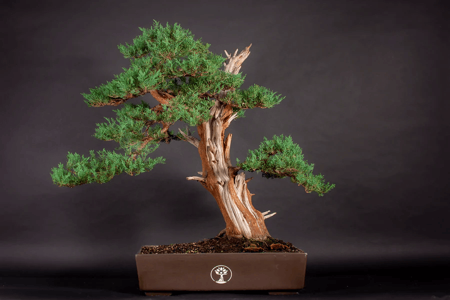 Bonsái Junípero Azul: la elección perfecta de bonsái – Shenji Kai