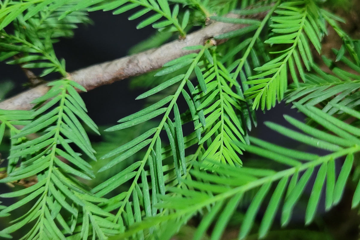 Ahuehuete "Tepeu" (noche triste) – Shenji Kai