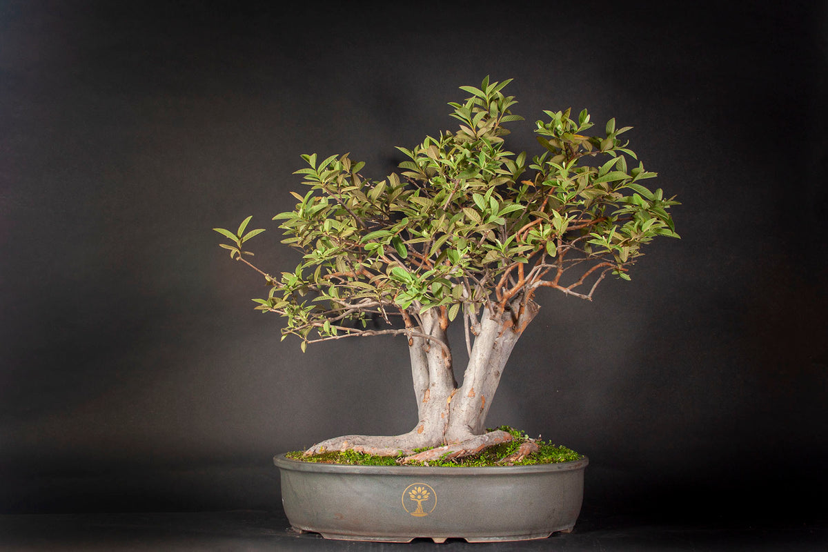 Árbol de Guayabo Bonsái • (盆栽) - Shenji Kai