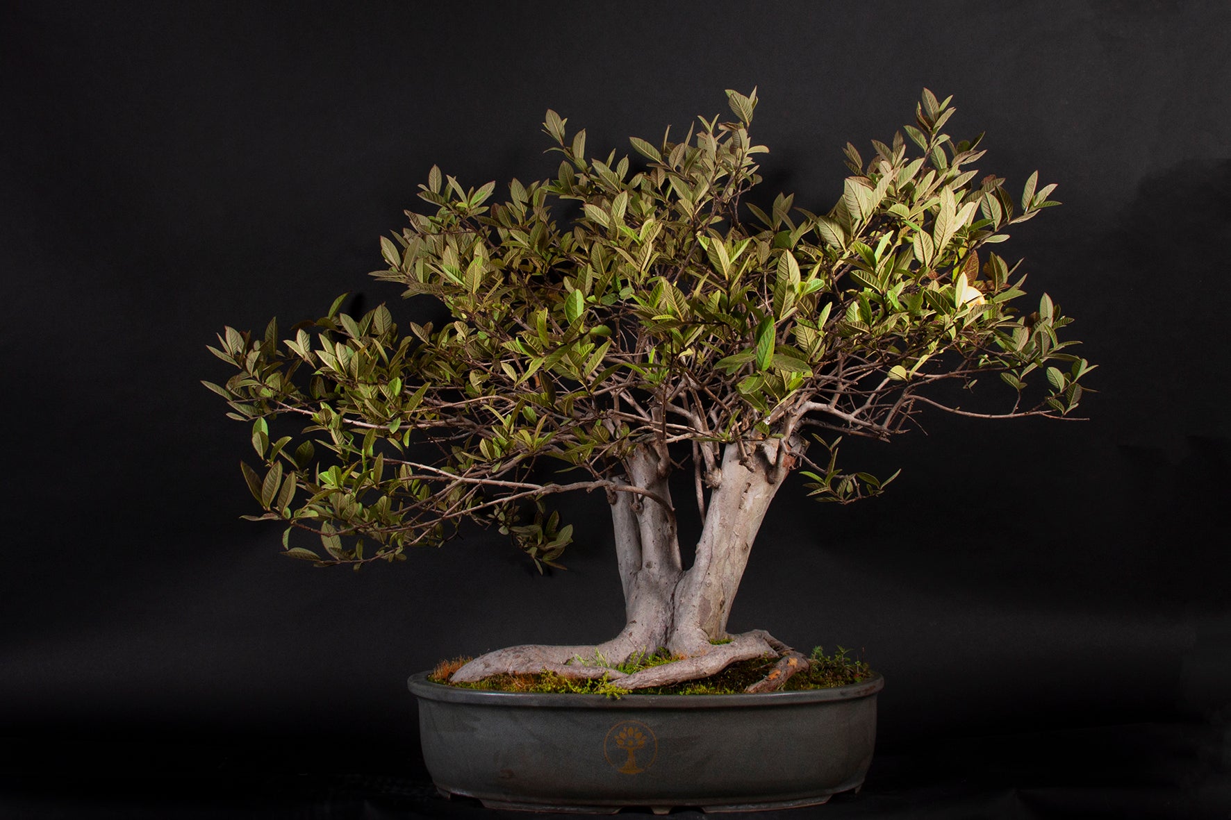 Árbol de Guayabo Bonsái • (盆栽) - Shenji Kai