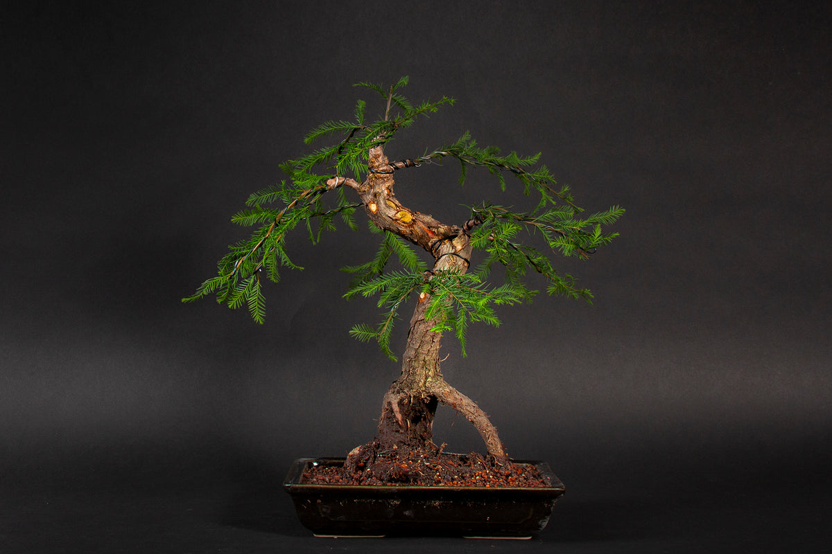 Árbol Bonsái Ahuehuete Chaac • (盆栽) - Shenji Kai